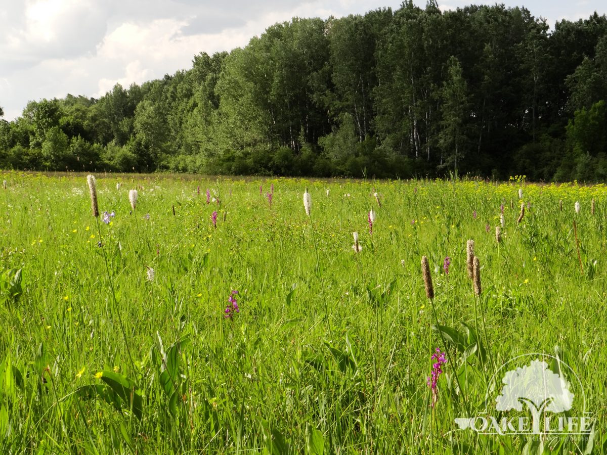 Giant Plantain (Plantago maxima) | OAKEYLIFE
